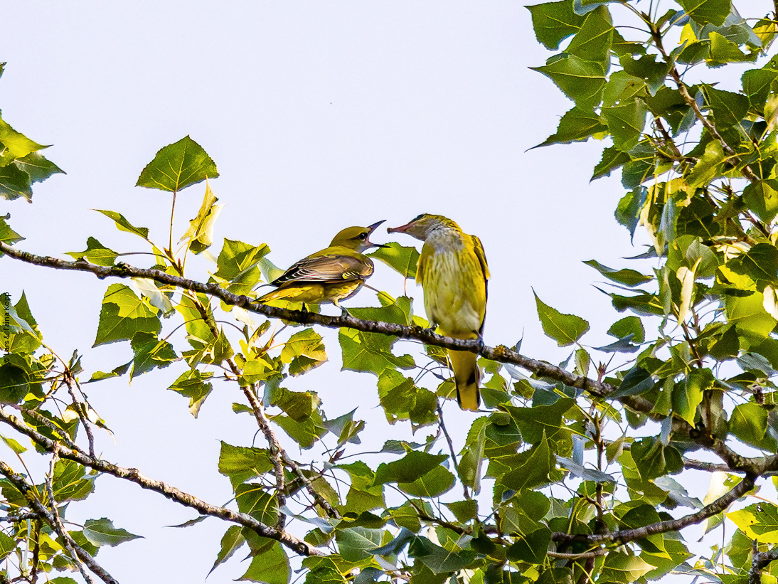Frühling im Auenwald 1 - Flaach - Guidle