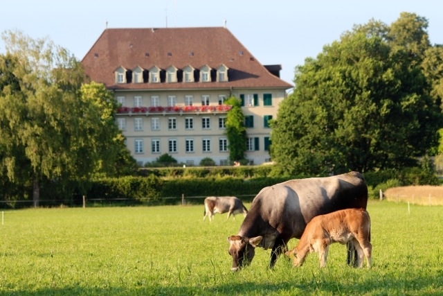 Hofladen Gutsbetrieb Oeschberg - Koppigen - Guidle