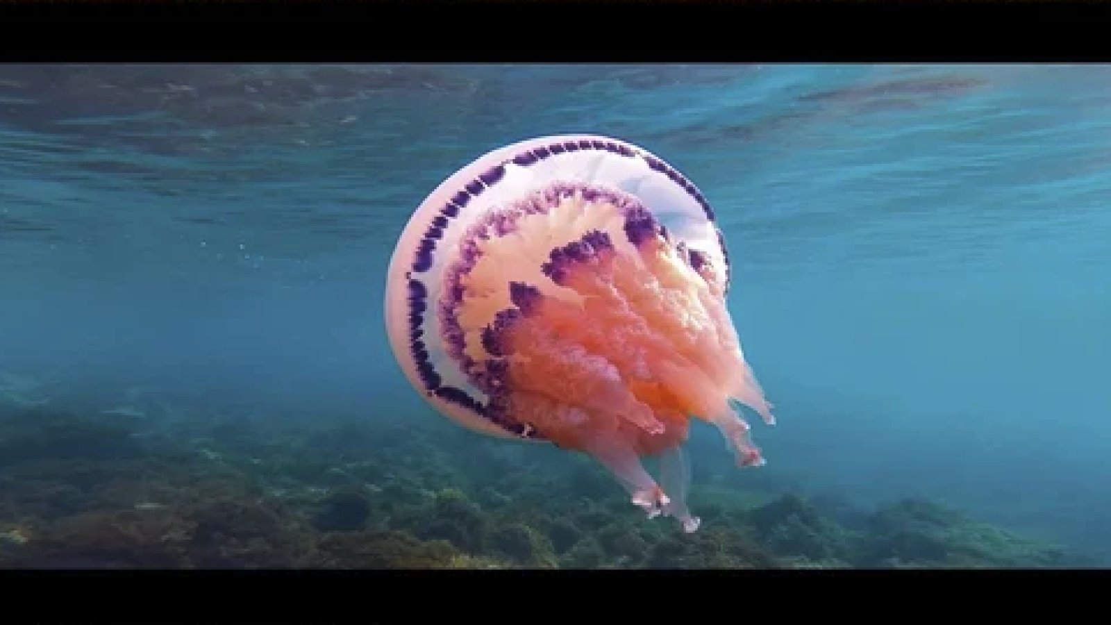 Elements of(f) Balance - Dornbirn - Guidle