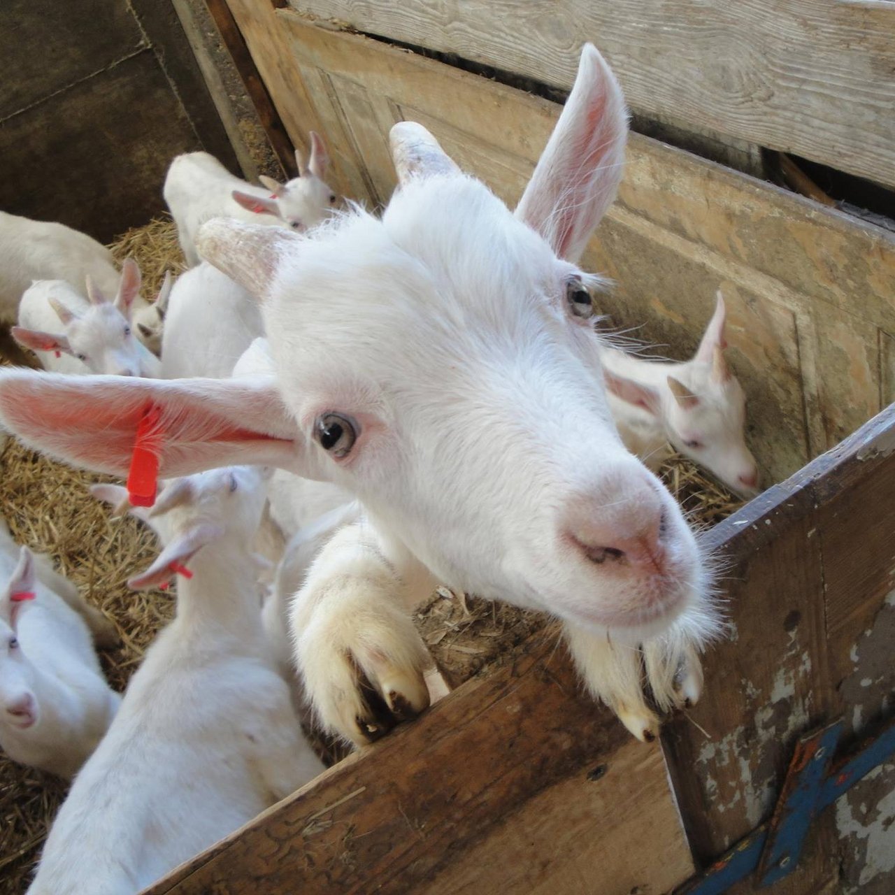 Hofladen Ferme du Solvat - Courcelon - My Farm