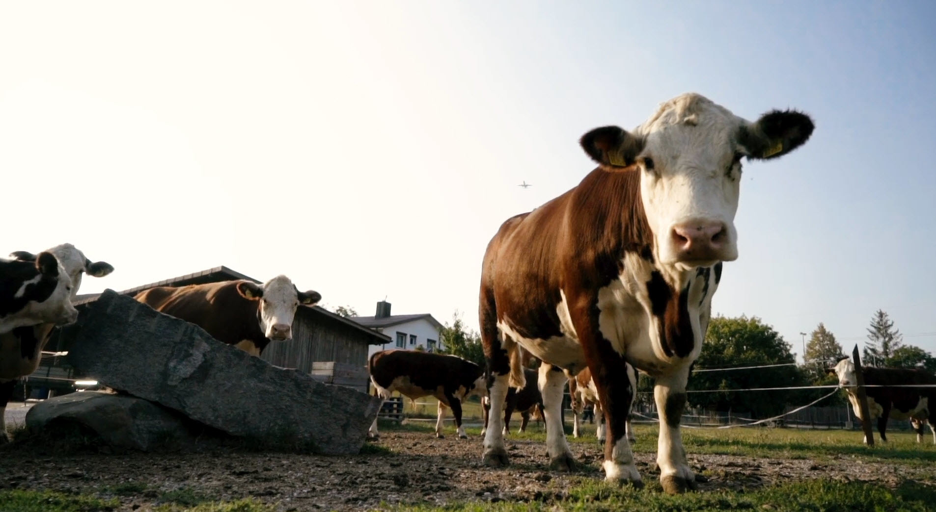 BEEF-RANCH: Stallvisite - Wallisellen - My Farm