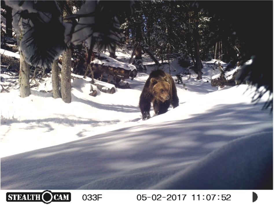 Vortrag - Bären in der Schweiz - Möhlin - Guidle